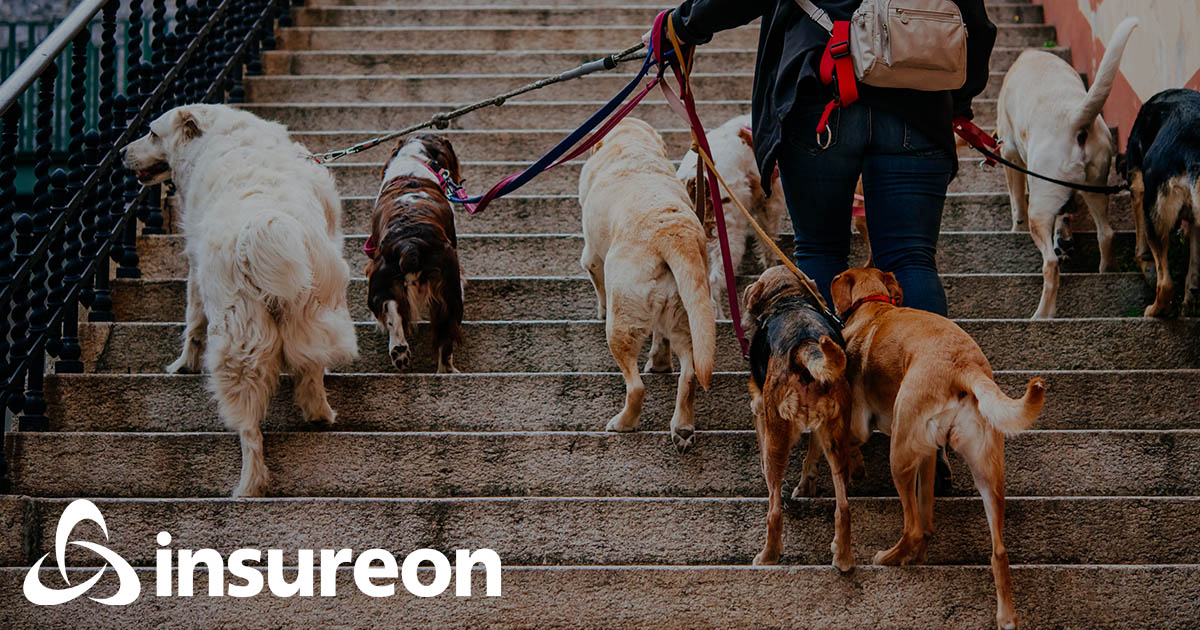 Dog Walking Insurance: Get Fast & Free Quotes | Insureon