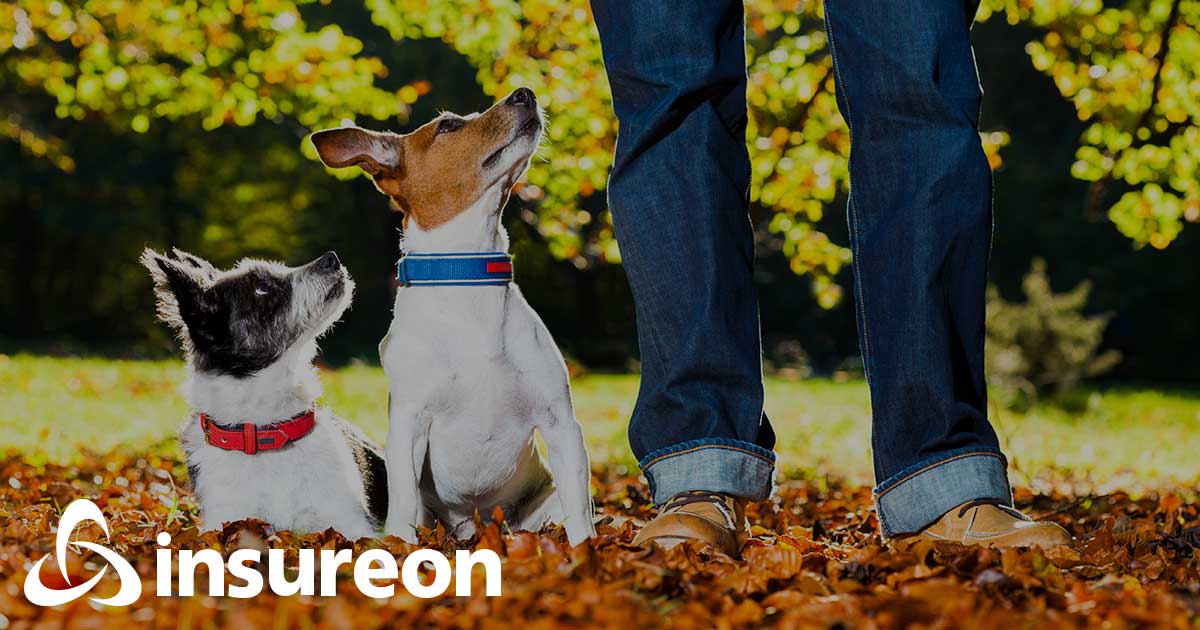 Pet & Dog Trainer Insurance Cost: Get Free Quotes | Insureon
