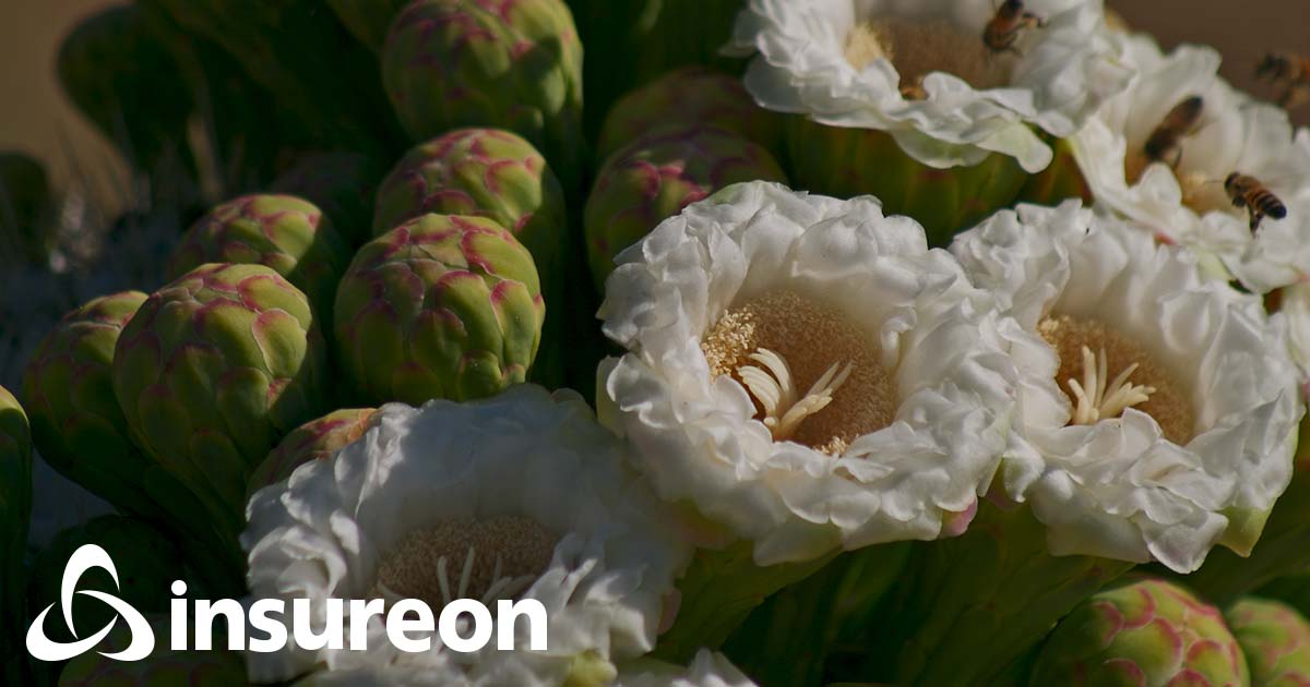 Arizona Business Insurance: General Liability & More | Insureon